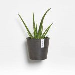 ECOPOTS Amsterdam Wall | Succulent Planters | Circular&Co.